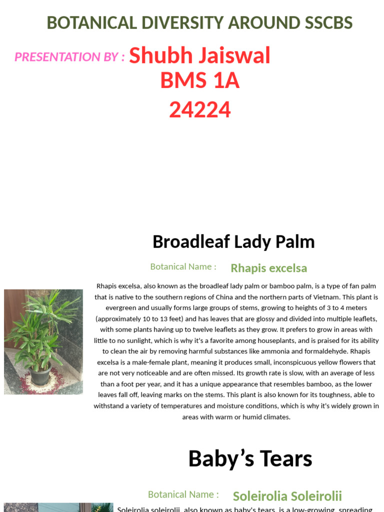 Shubh Jaiswal EVS Assignment | PDF | Trees | Plants