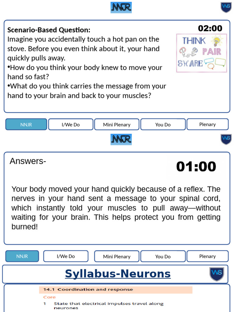 Understanding Neurons and Reflexes | PDF | Neuron | Nervous System