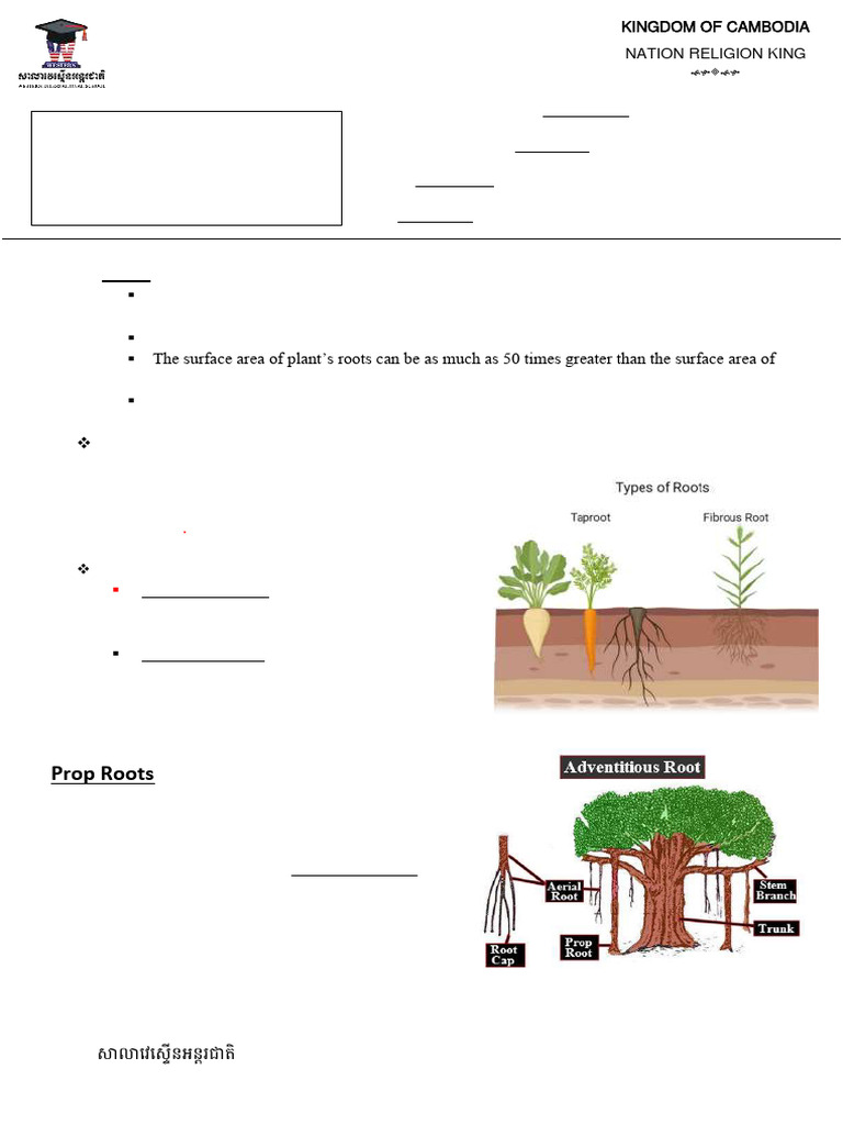 Structure and Function of Plant Roots | PDF | Leaf | Plant Stem