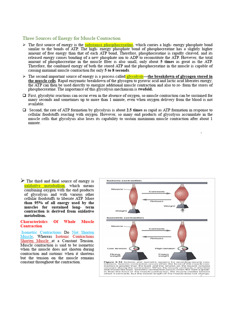 Sources of Energy | PDF | Muscle Contraction | Skeletal Muscle