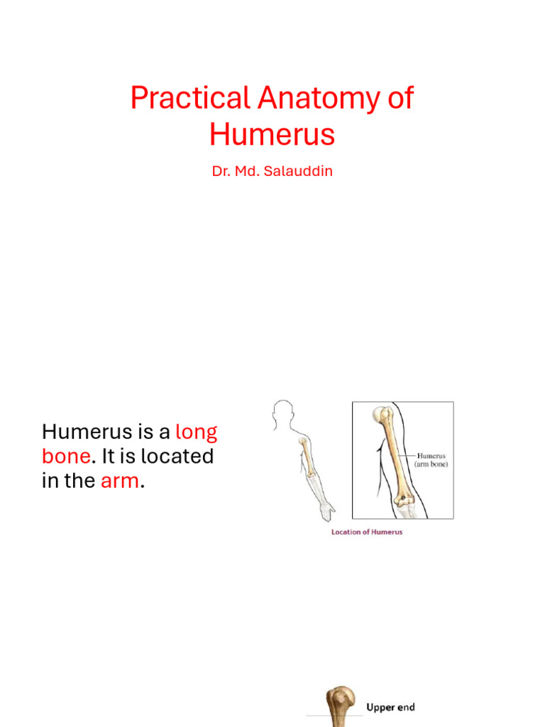 Humerus | PDF