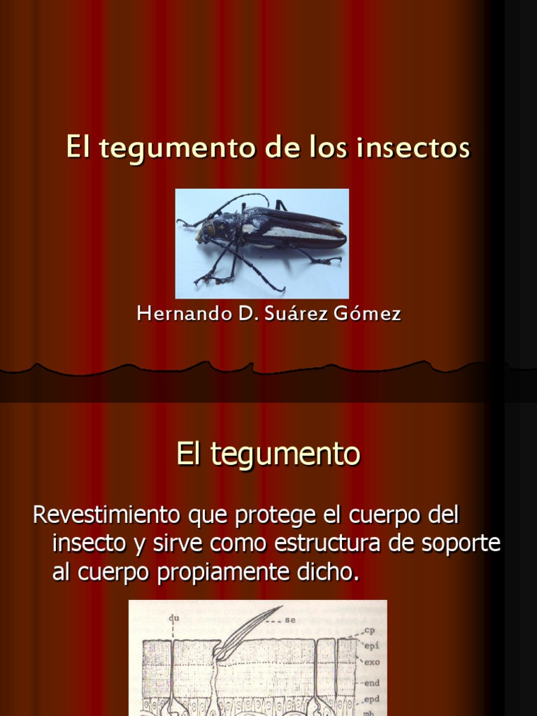 Estructura y función del tegumento en insectos | PDF | Sistema ...