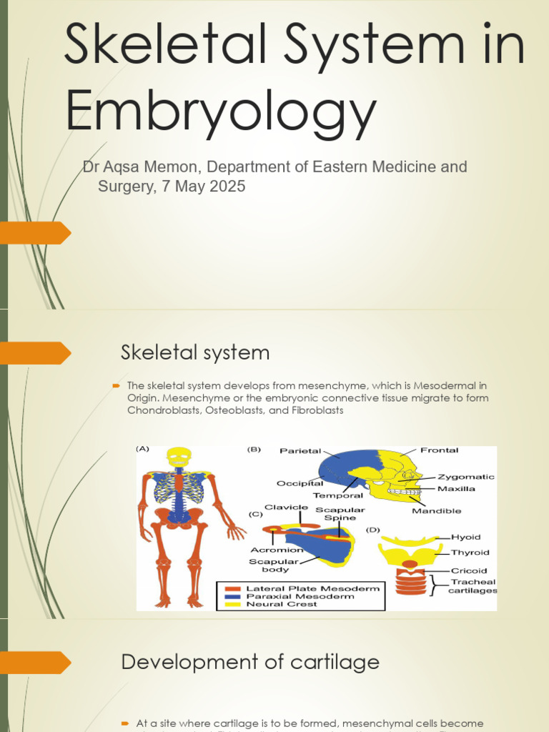Embryonic Development of the Skeletal System | PDF | Vertebra ...