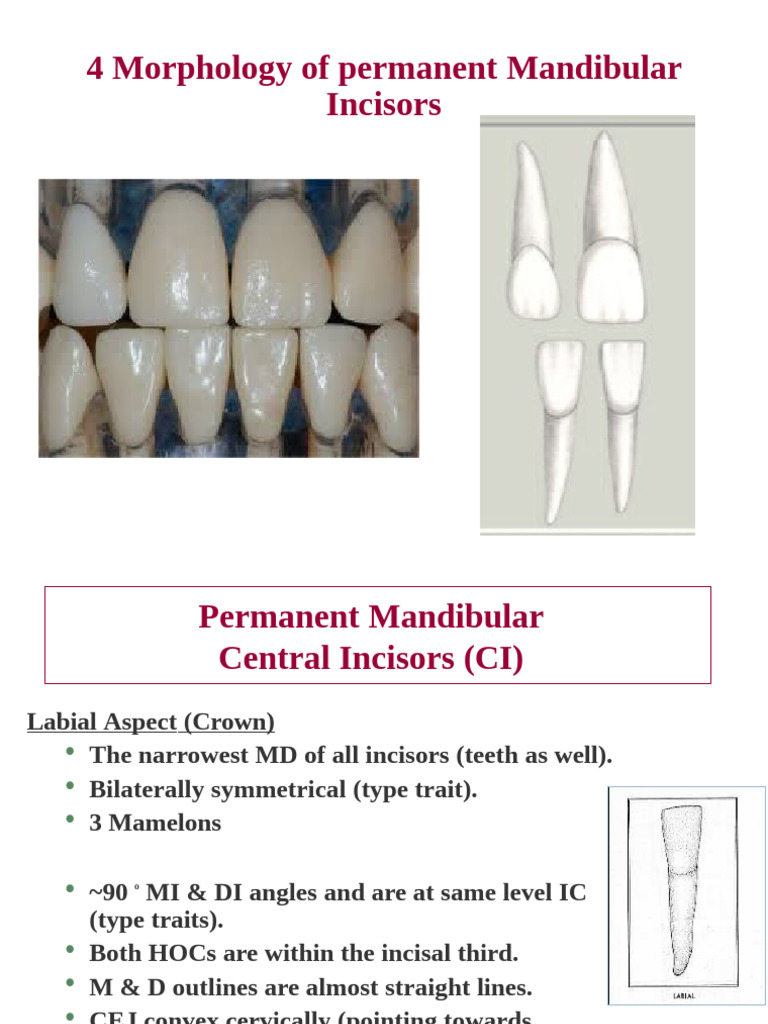 4.morphology of Permanent Mandibular Incisors | PDF | Dentistry ...