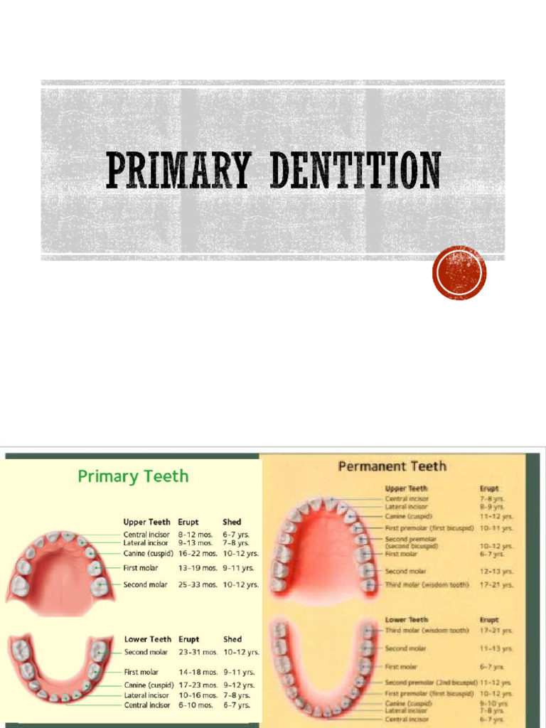 Primary Dentition 1 | PDF | Dental Anatomy | Dentistry
