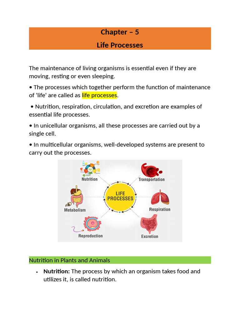Life Processes- CBSE 10th Biology notes | PDF | Cellular Respiration ...