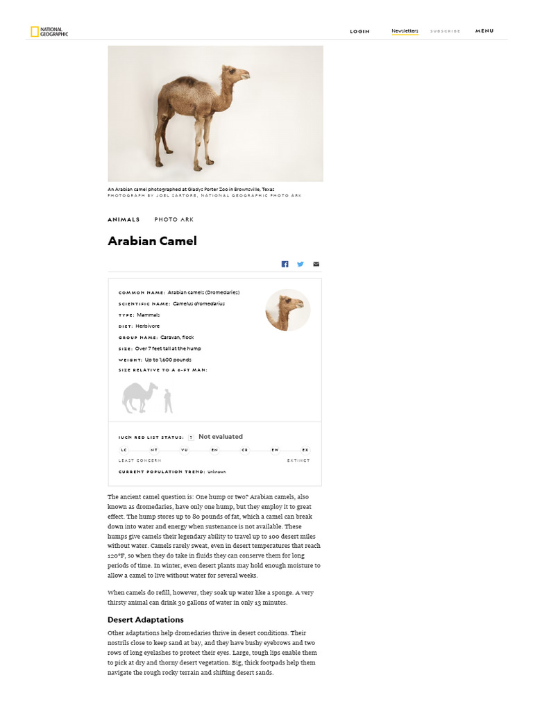 Arabian Camel (Dromedary) - National Geographic | PDF | Camel