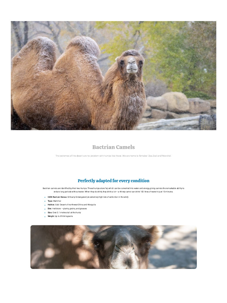 Bactrian Camels - Wilder Institute - Calgary Zoo | PDF | Camel