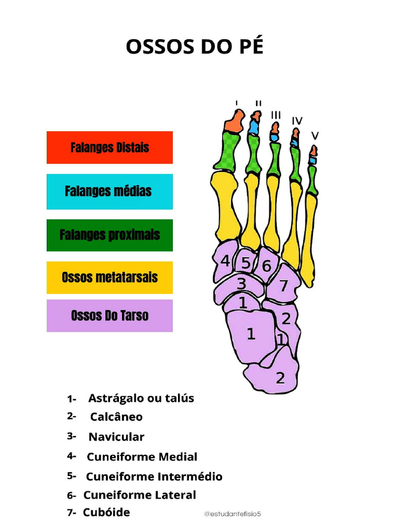 Ossos Do Pé | PDF