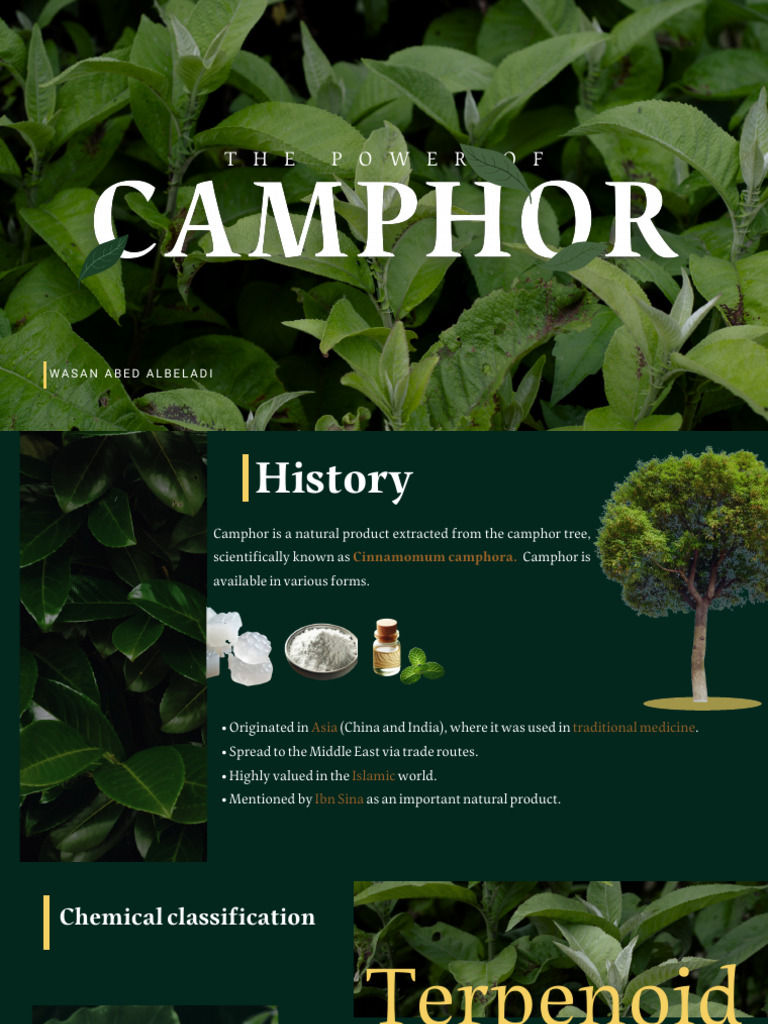 Uses and Benefits of Camphor | PDF