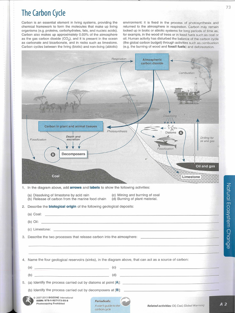 Carbon Cycle Worksheet | PDF | Carbon Dioxide | Carbon Cycle