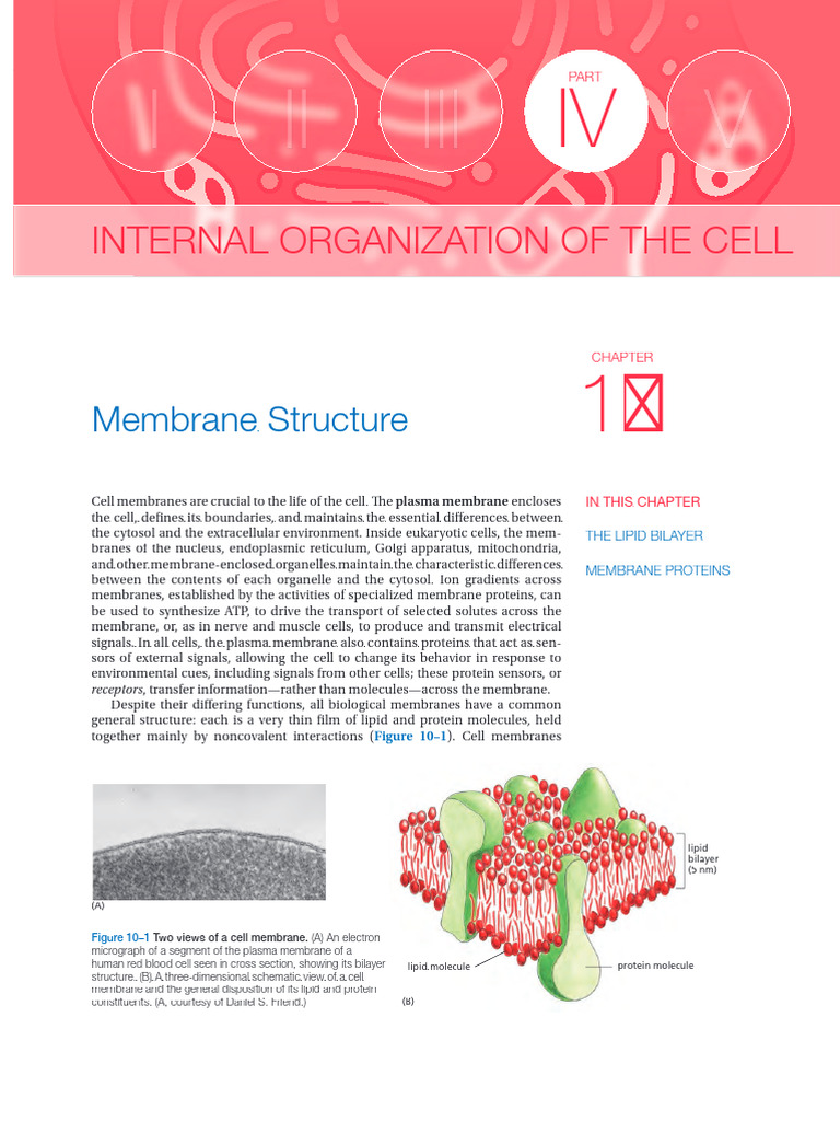 Membrane Structure Pre Reading | PDF