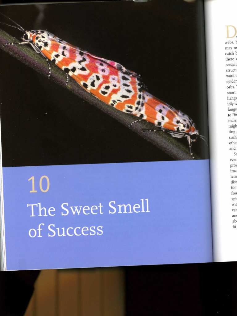 Eisner Chap 10 The Sweet Smell of Success | PDF | Spider
