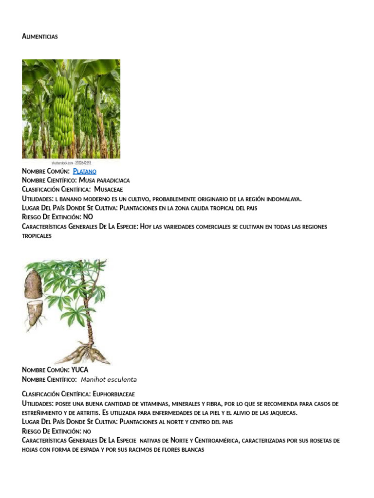 Ficha Plantas 2 | PDF | Pepino | Arboles