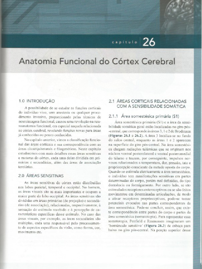 Neuroanatomia Funcional - Estrutura Do Cortex | PDF