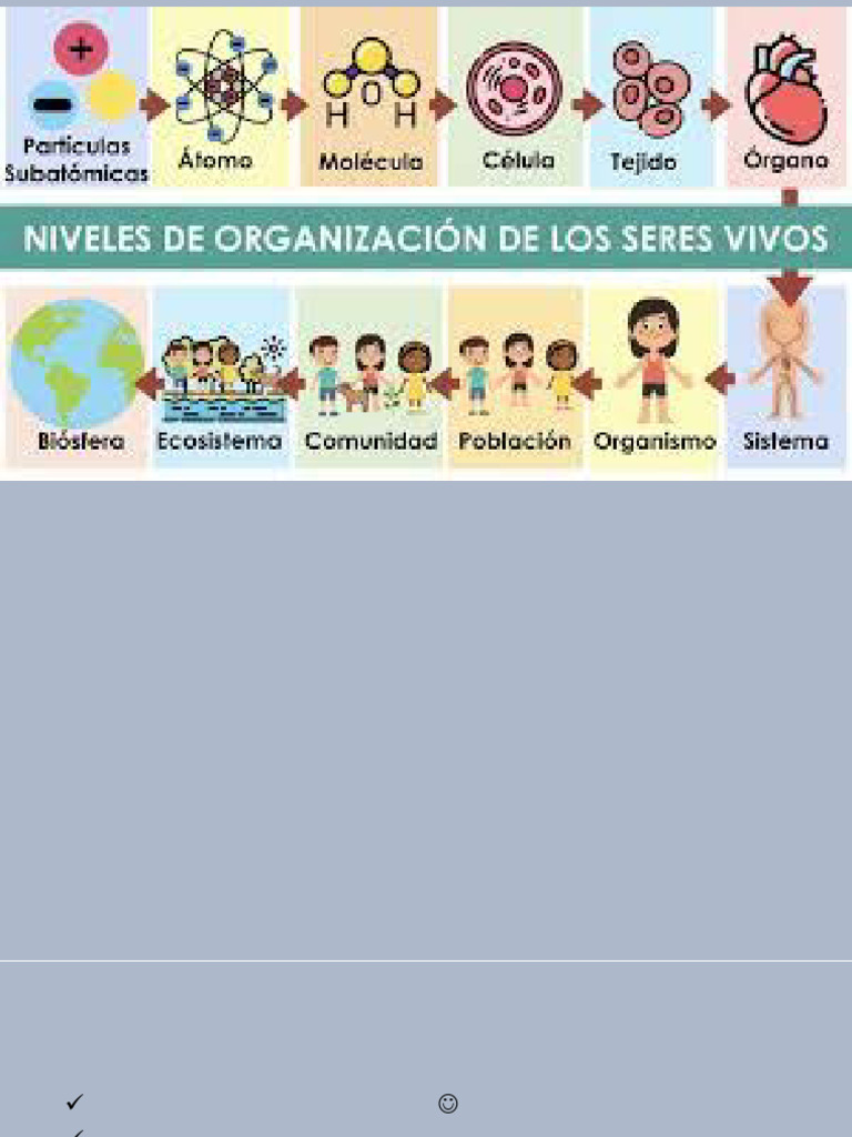 Niveles de Organizacion | PDF | Organismos | Biología Celular)