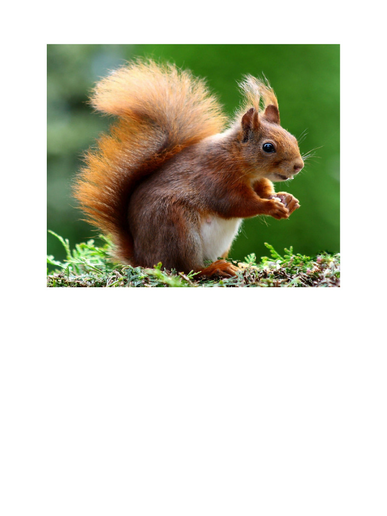 Squirrel | PDF