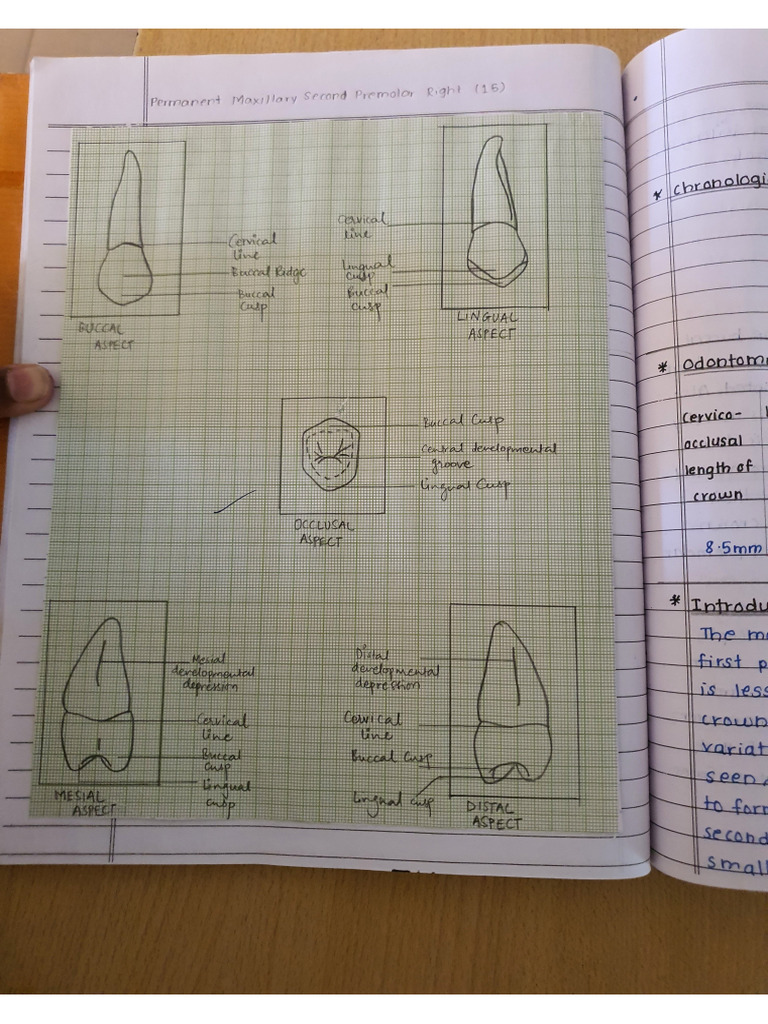 Maxillary 2nd Premolar | PDF