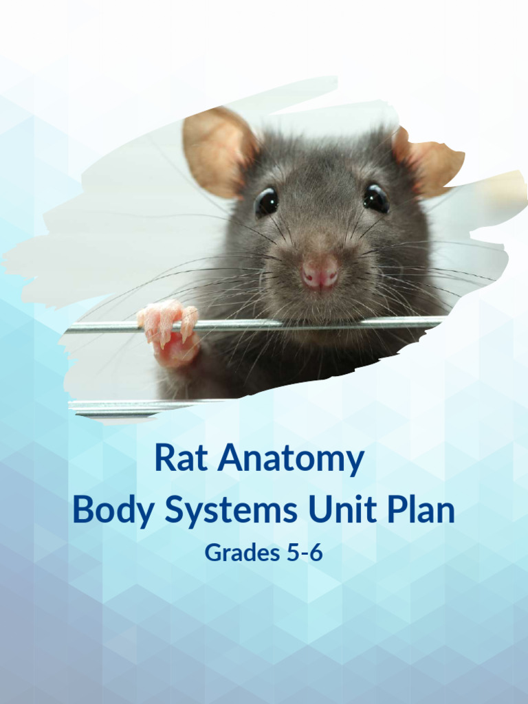 Httpsspca - Bc.cawp Contentuploads202212humane Science Rat Anatomy ...