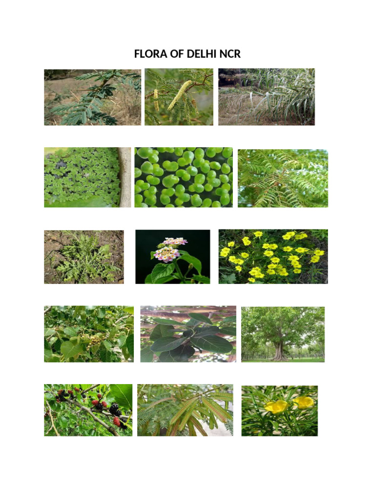 Flora of Delhi NCR | PDF