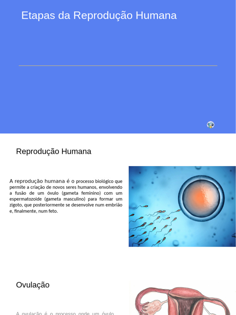 Etapas da Reprodução Humana | PDF