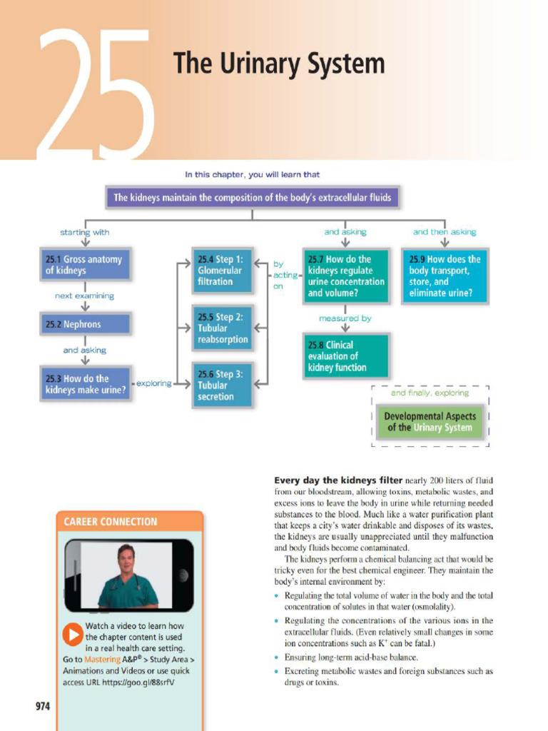 8.Urinary System Chapter Summer | PDF | Kidney | Animal Anatomy