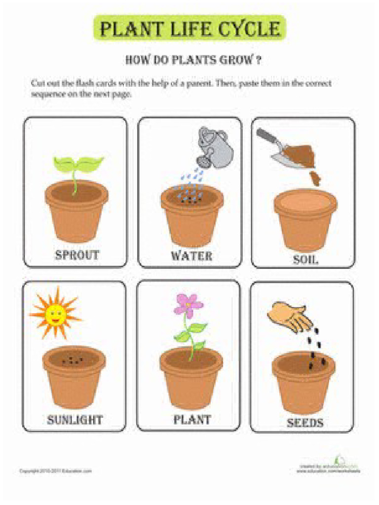 Plant Life Cycle | PDF