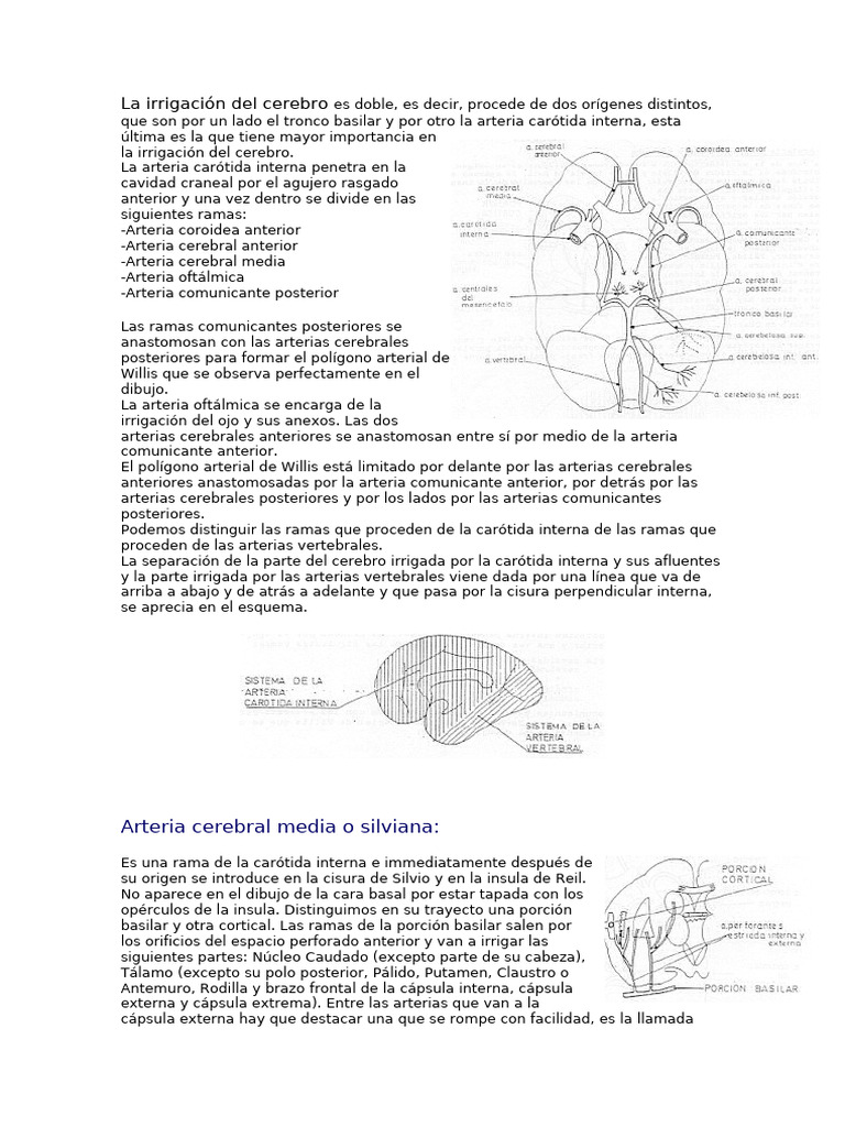 La Irrigación Del Cerebro Es Doble | PDF | Cerebro | Sistema cardiovascular
