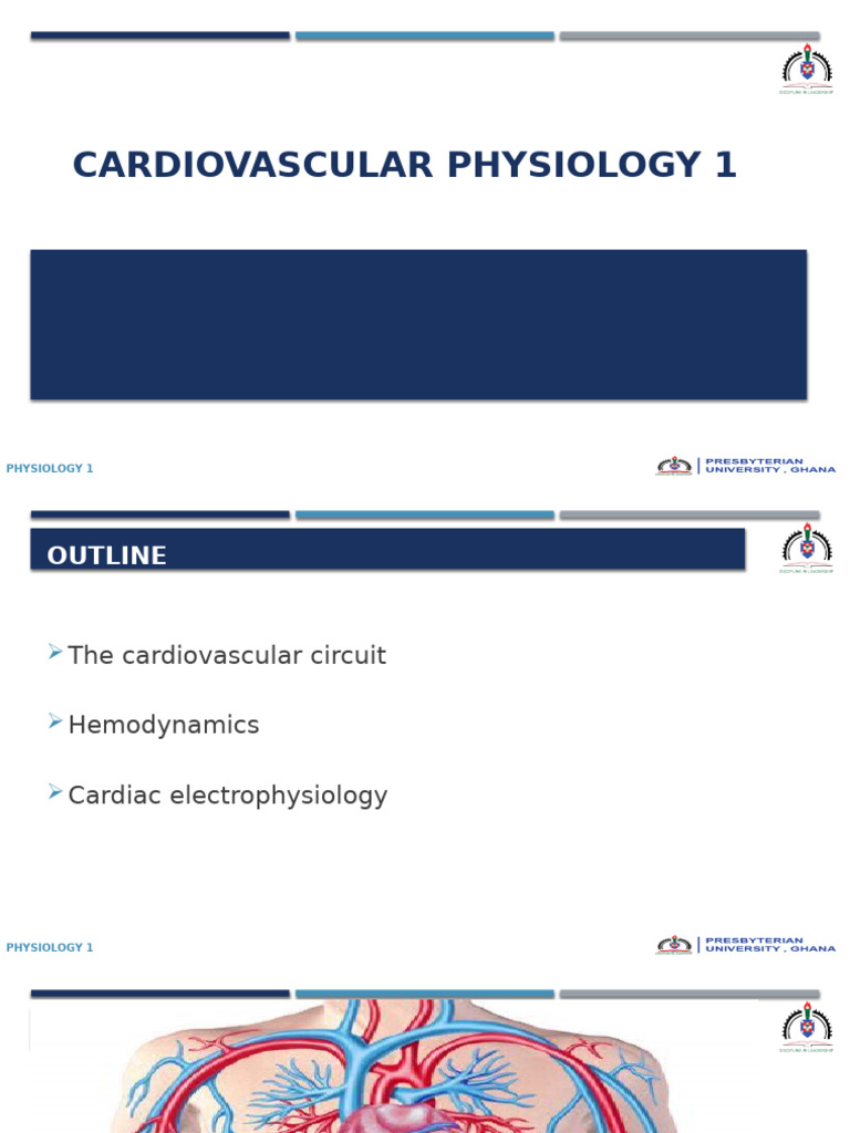 Cardiovascular Physiology 1 | PDF | Circulatory System | Vein