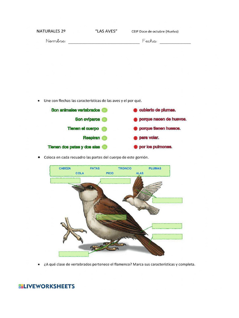 Aves | PDF