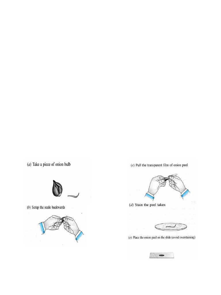 Class 9 Science Pratical | PDF