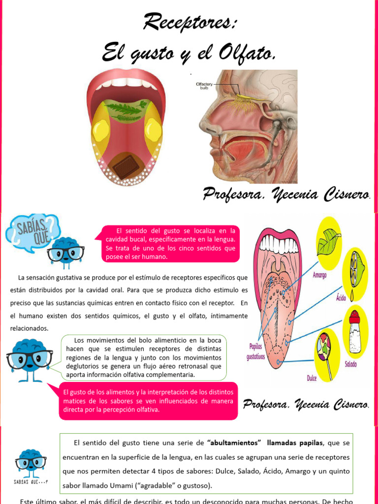 El Gusto y El Olfato | PDF | Gusto | Sentidos