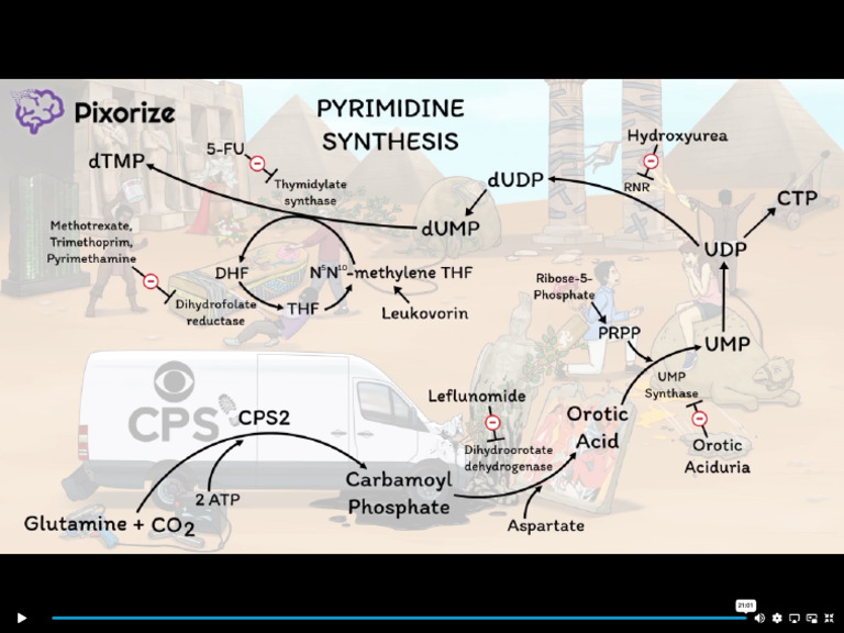 De Novo Pyrimidine Synthesis Pathway | PDF | Nucleotides | Biosynthesis