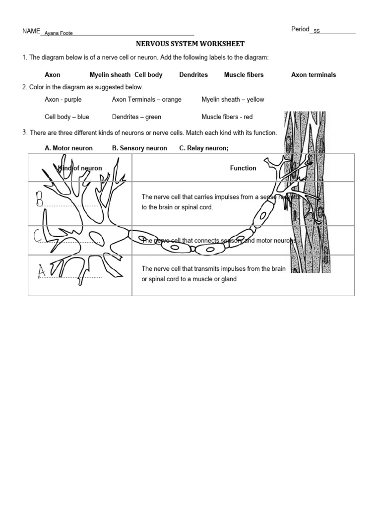 Nervous System Worksheet | PDF | Nerve | Neuron
