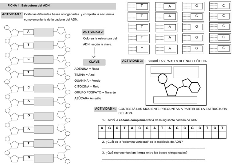 Ficha 1 Estructura Del Adn | PDF | Adn | Bioquímica