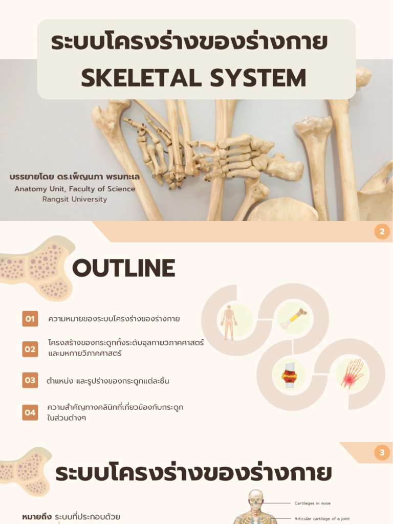 Skeletal System | PDF