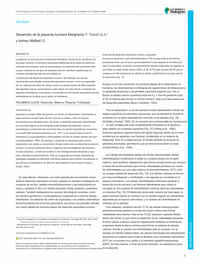 Placental Development (1) | PDF | Placenta | El embarazo