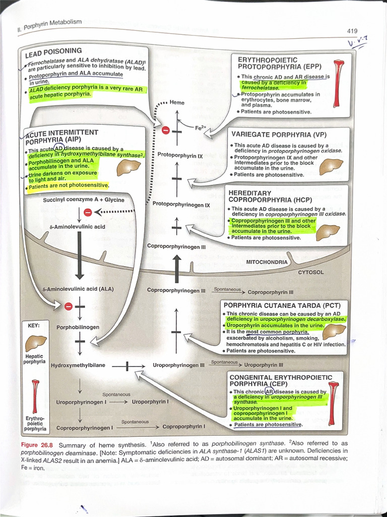 Heme Synthesis and Catabolism | PDF