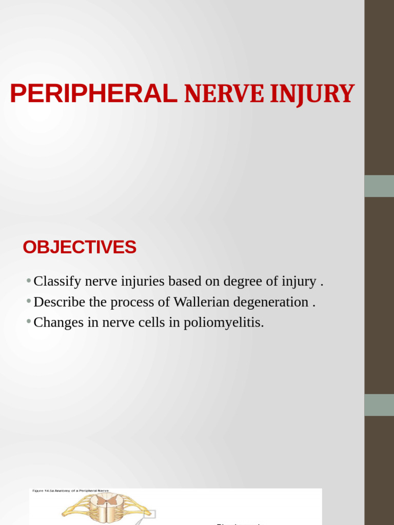 Peripheral Nerve Injury | PDF