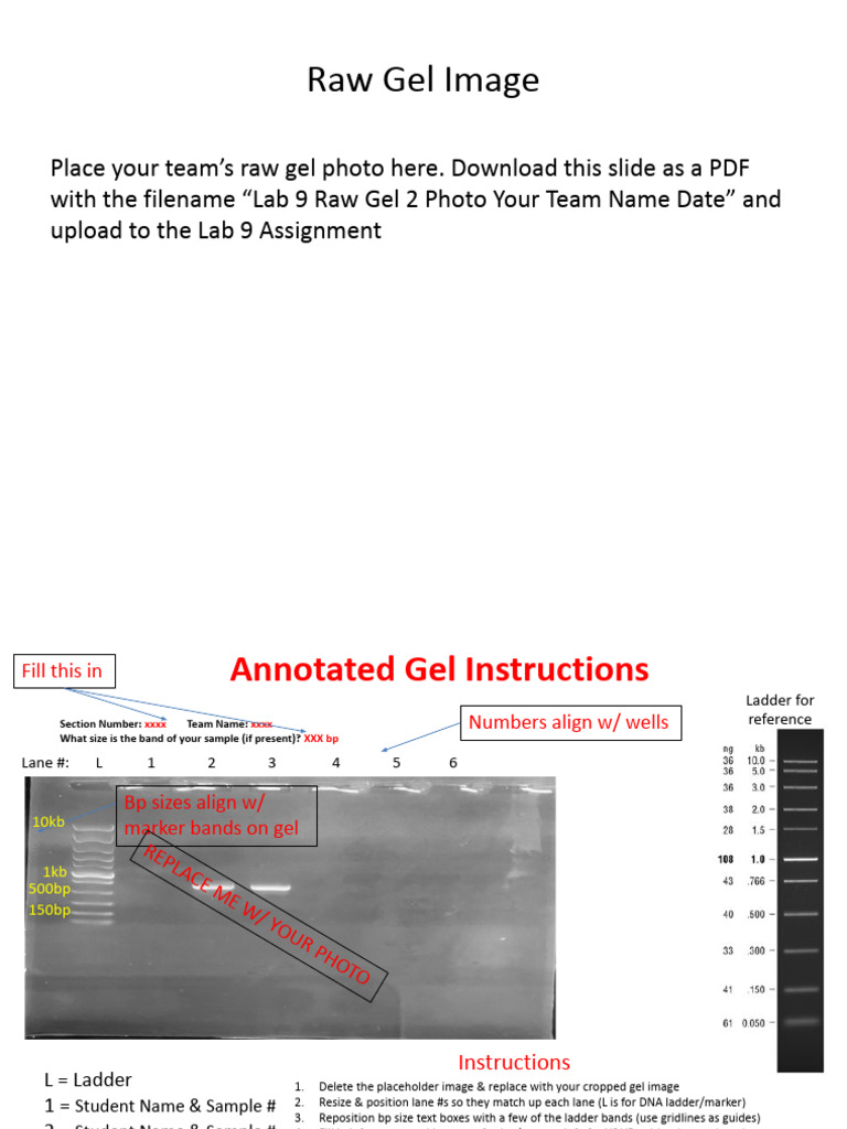 Labeling Gel Electrophoresis Images | PDF | Biological Engineering ...