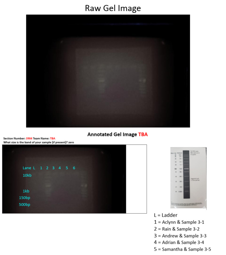 Lab 9 Raw Gel 1 Photo TBA 4-8-25 | PDF