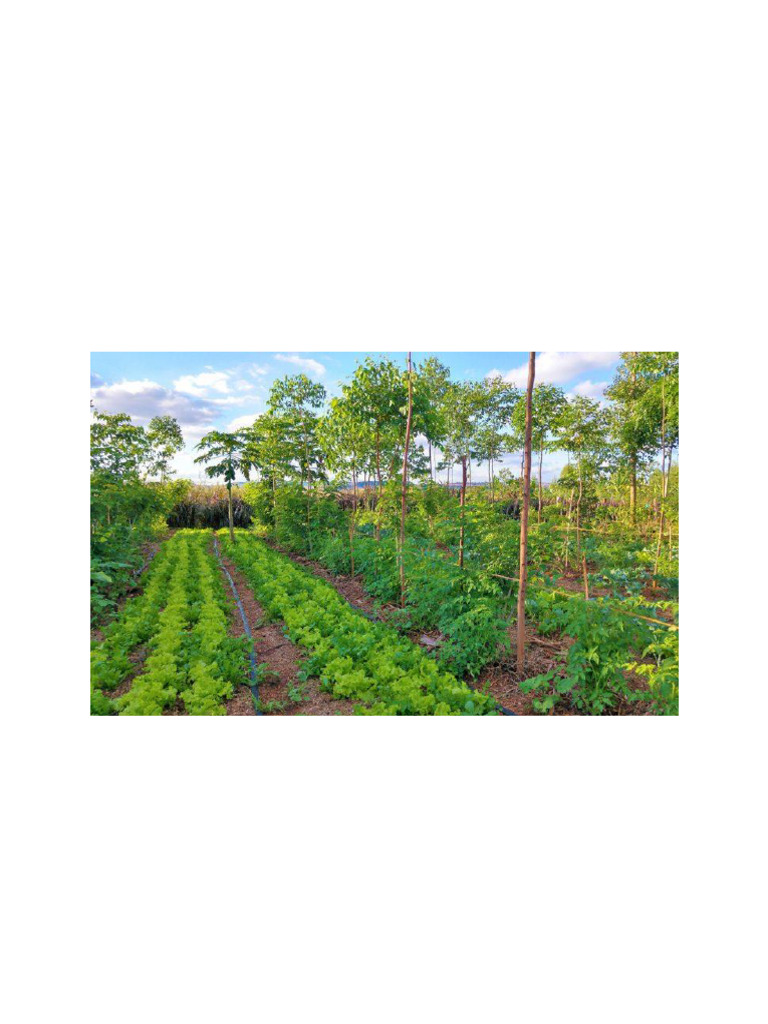 Agroforestry-note | PDF | Soil | Agriculture
