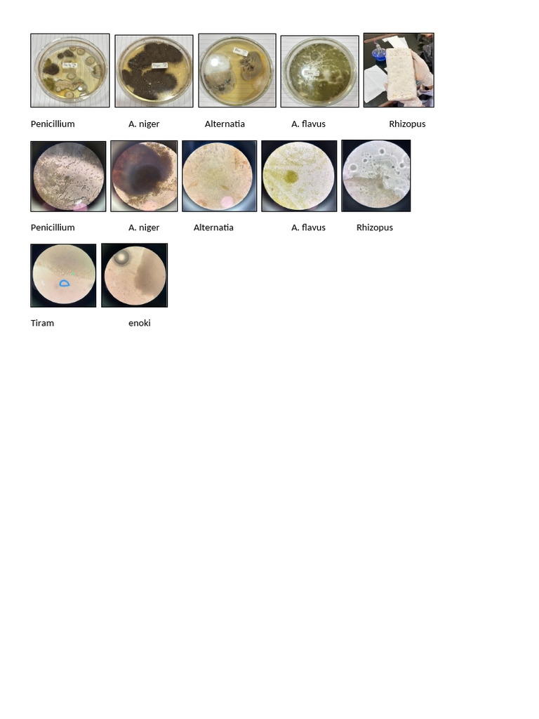 Biojam Acara 6 | PDF