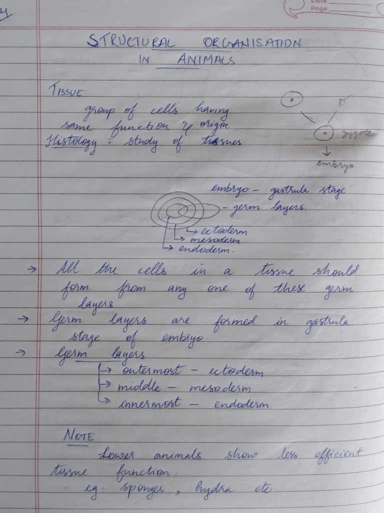 Zoology Notes - Structural Organisation in Animals | PDF