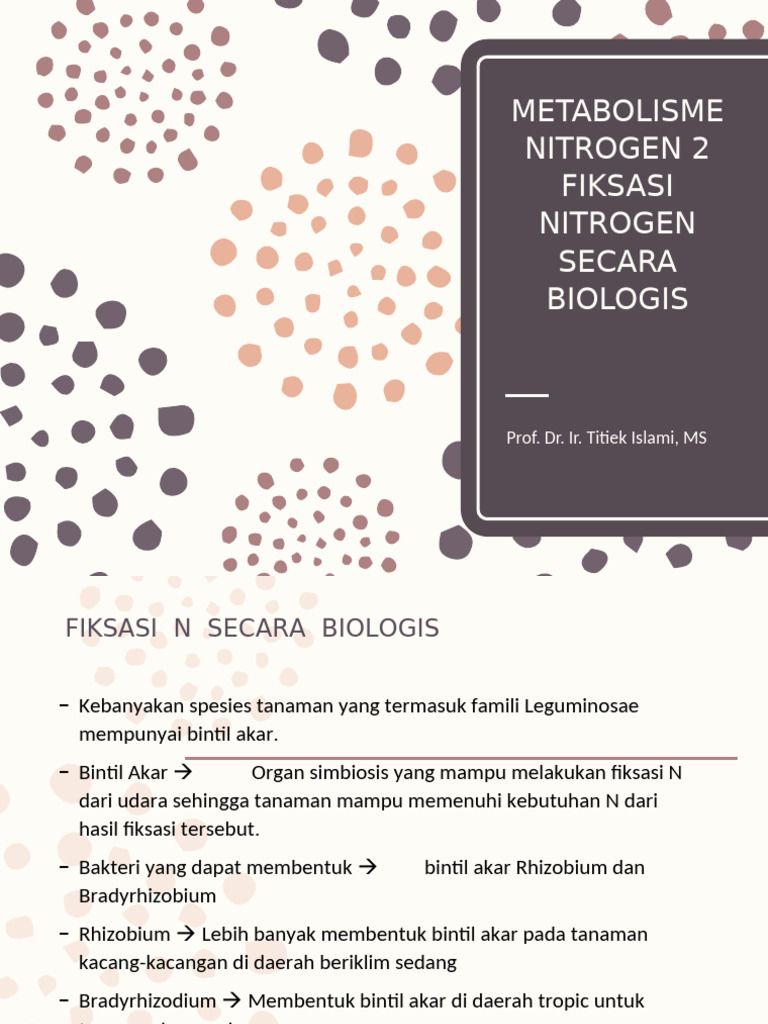 Proses Pembentukan Bintil Akar Nitrogen | PDF