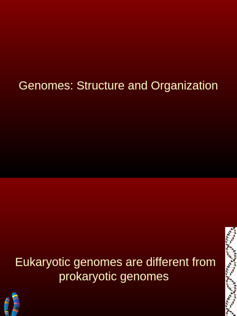 Genomes Structure and Organization | PDF | Gene | Mitochondrial Dna