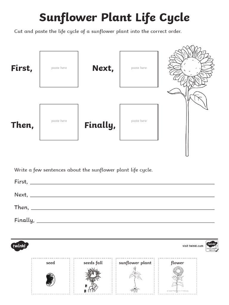t t 16675 Sunflower Plant Life Cycle Sentence Writing Activity Sheet ...