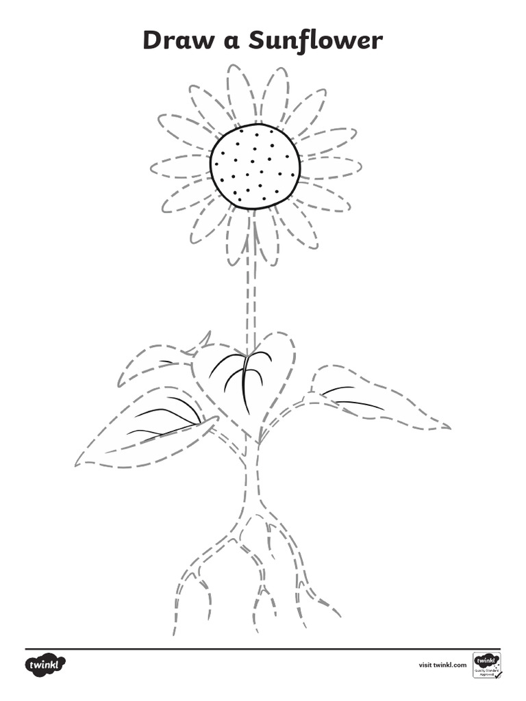 T TP 1674494335 Eyfs Draw A Sunflower Pencil Control Activity Ver 2 | PDF