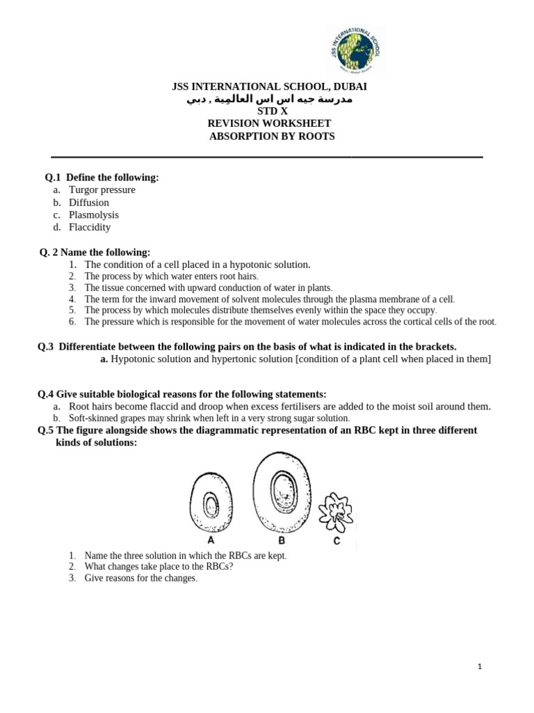 Practice Worksheet On Absorption by Roots | PDF | Biology | Cell Biology