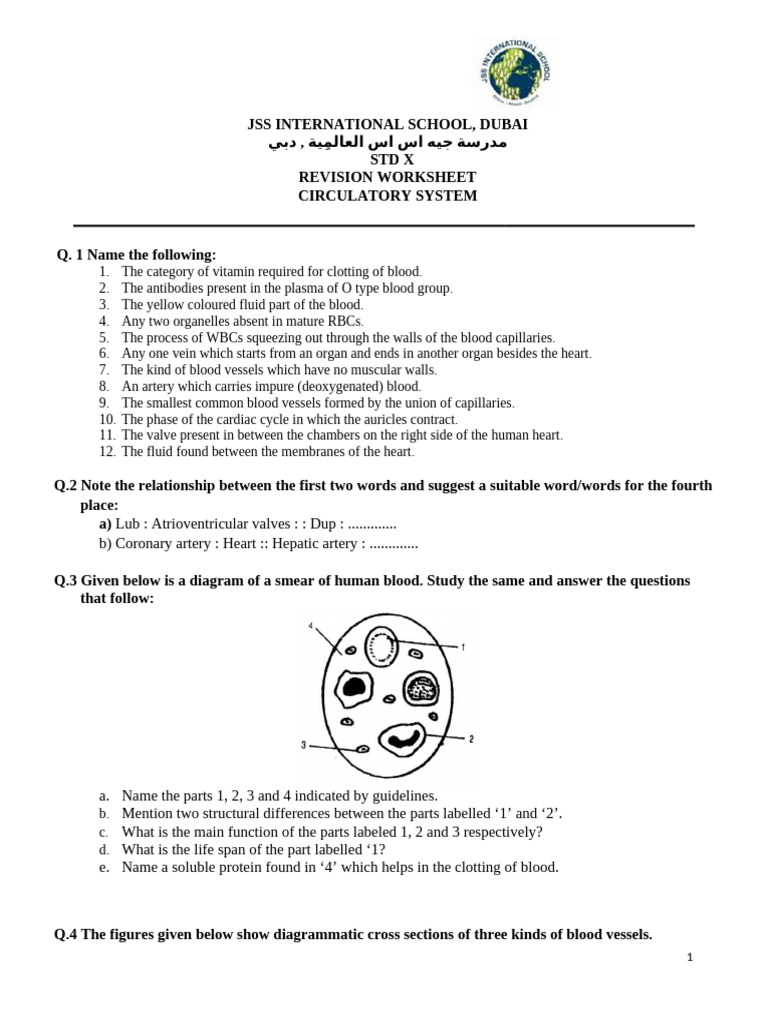 Practice Worksheet On Circulatory System | PDF | Heart | Blood Vessel